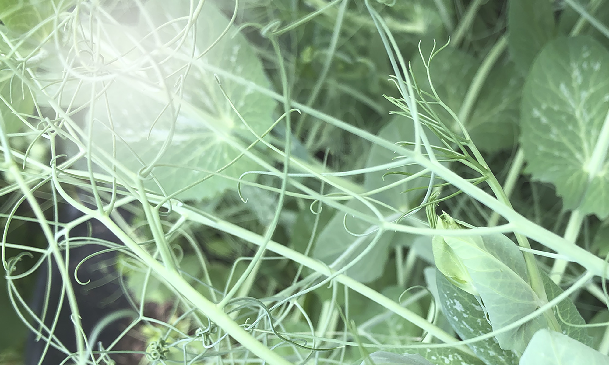 VARIETIES - Protein crops from Denmark