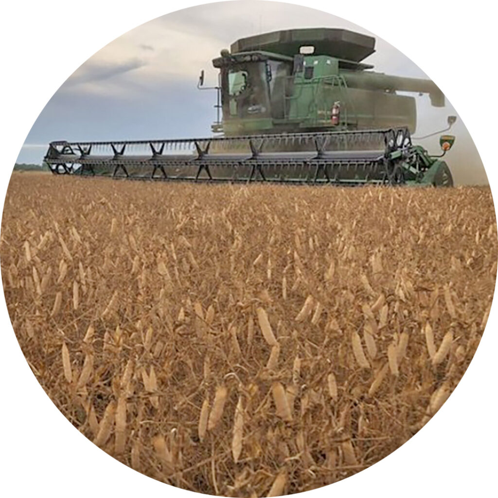 VARIETIES - Protein crops from Denmark