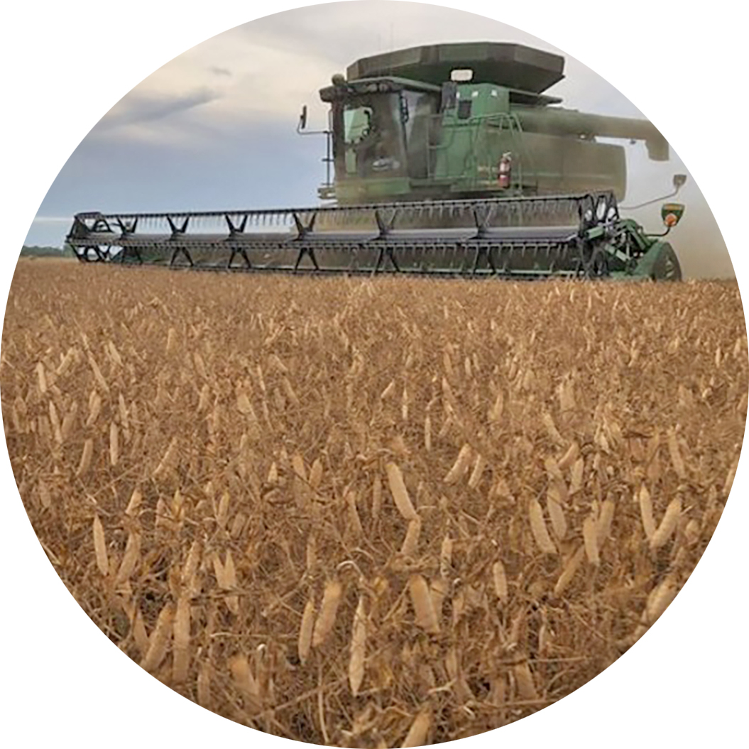 VARIETIES - Protein crops from Denmark